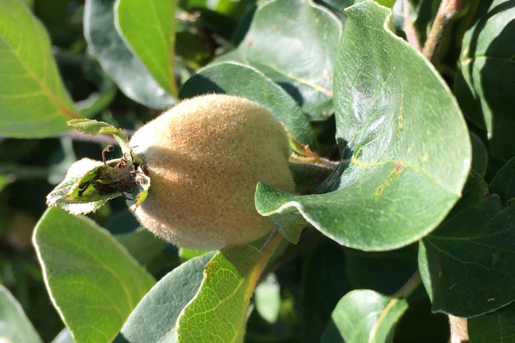 Quitte - Gartenbauverein Lampoding