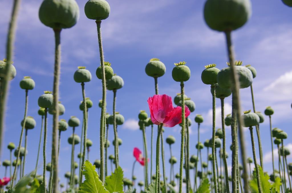 Mohn - Gartenbauverein Lampoding