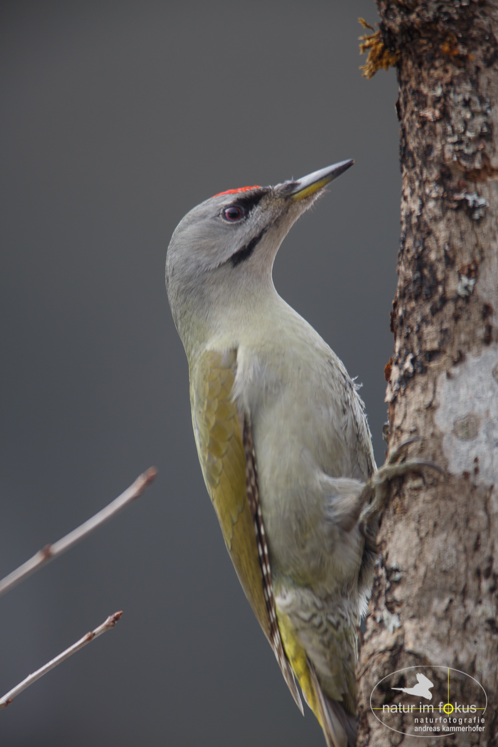 Grauspecht - Naturfotografie Andreas Kammerhofer