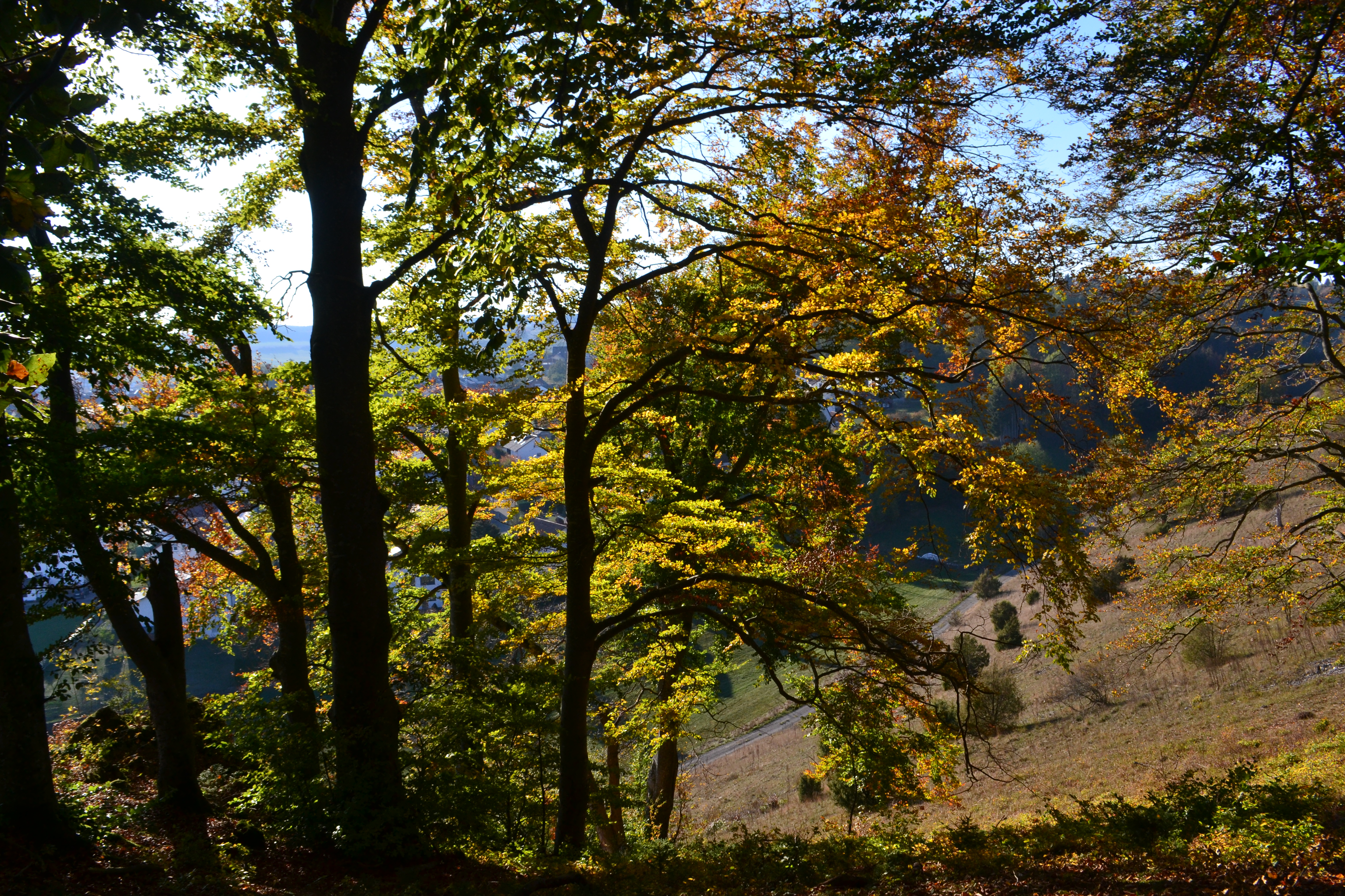 Bestellung - Feinsägekunst, Baumbilder, Edelholzbilder