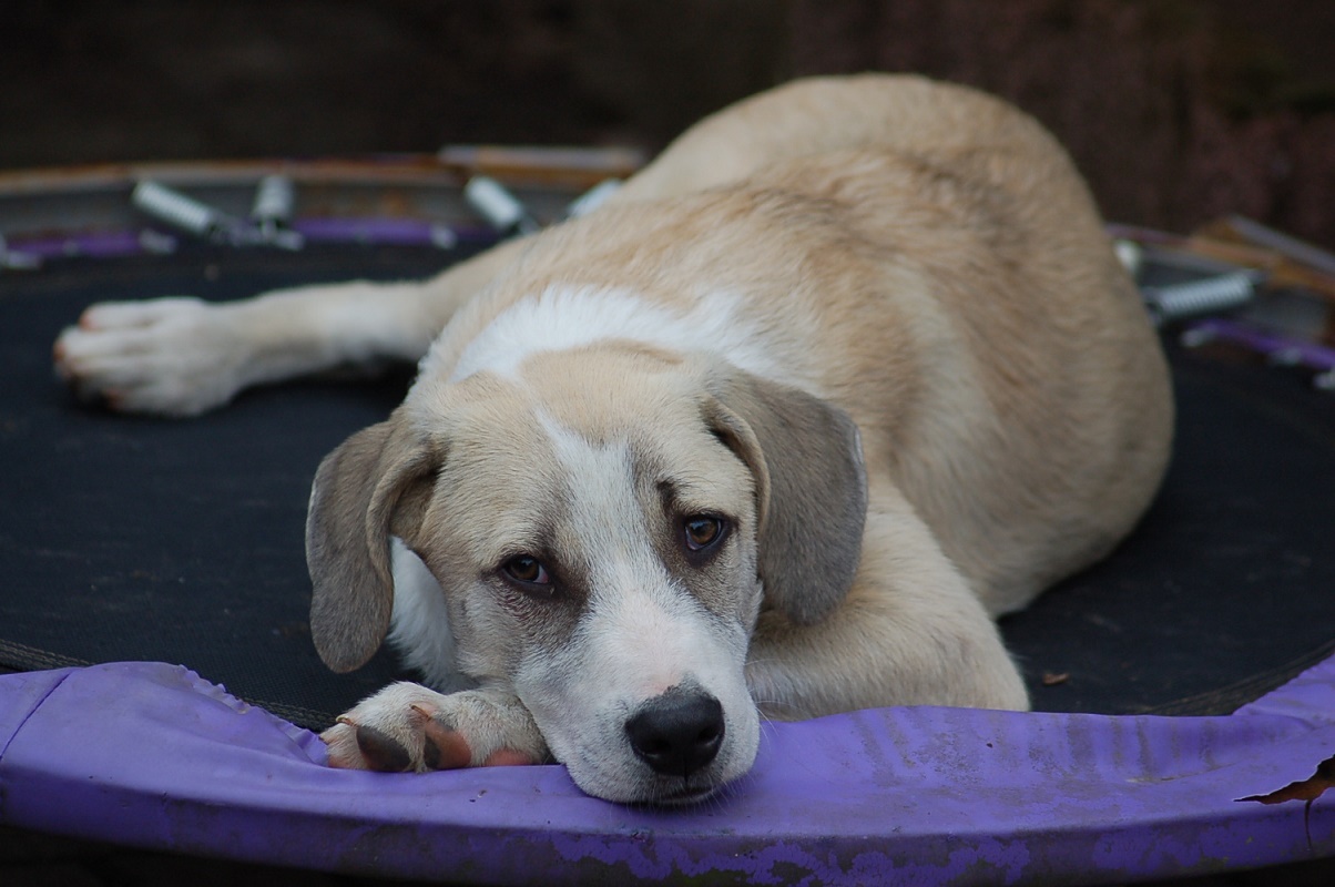 Mr Dicky mit dem skeptischen Blick - pflegemuttis jimdo page!