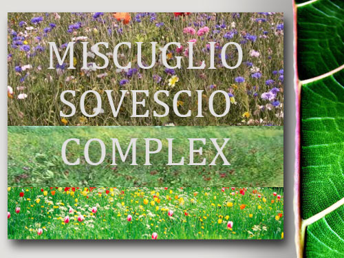 Miscugli di seme da sovescio - Agraria Ughetto Apicoltura Online.