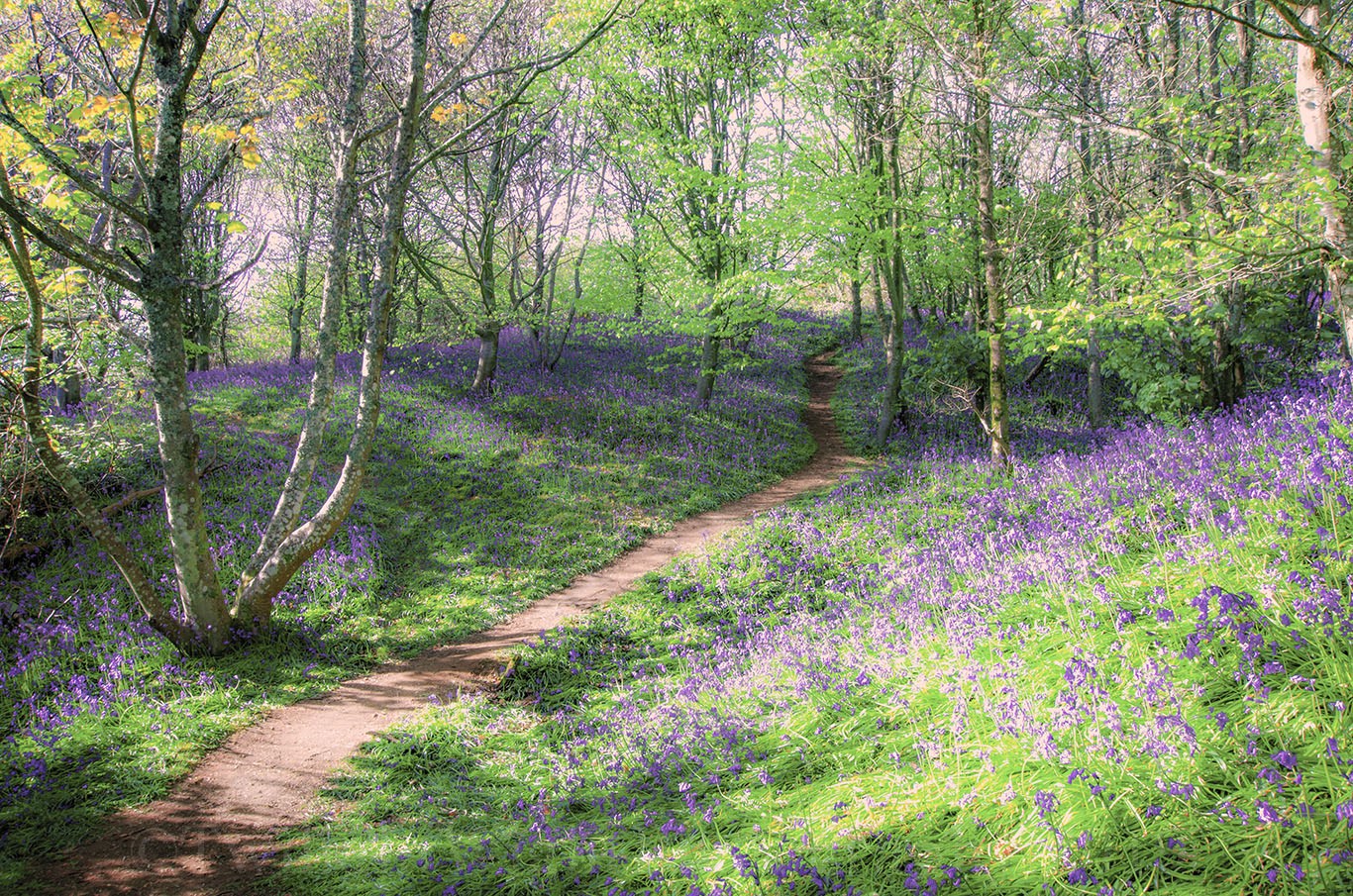 Isle of Wight - Spring 2019 - twilightwightphotography