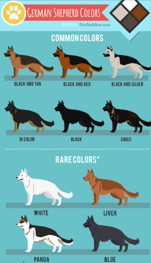 German Shepherd Colors Chart