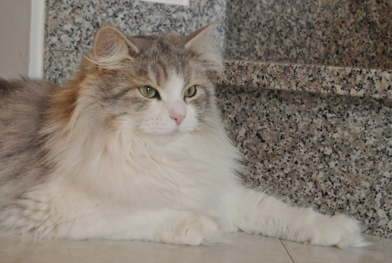 I nostri maschi - Veselka Gatti Siberiani