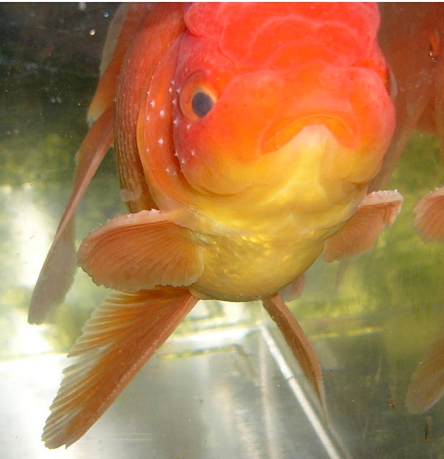 ~ Geschlechtsbestimmung bei Goldfischen ~ - gold-schuppes Webseite!