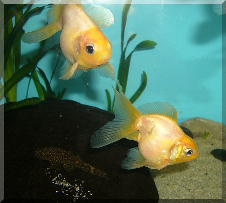 ~ Geschlechtsbestimmung bei Goldfischen ~ - gold-schuppes Webseite!
