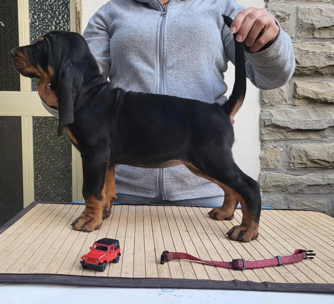 Black and tan Coonhound - Imperial Gordon's jimdo page!