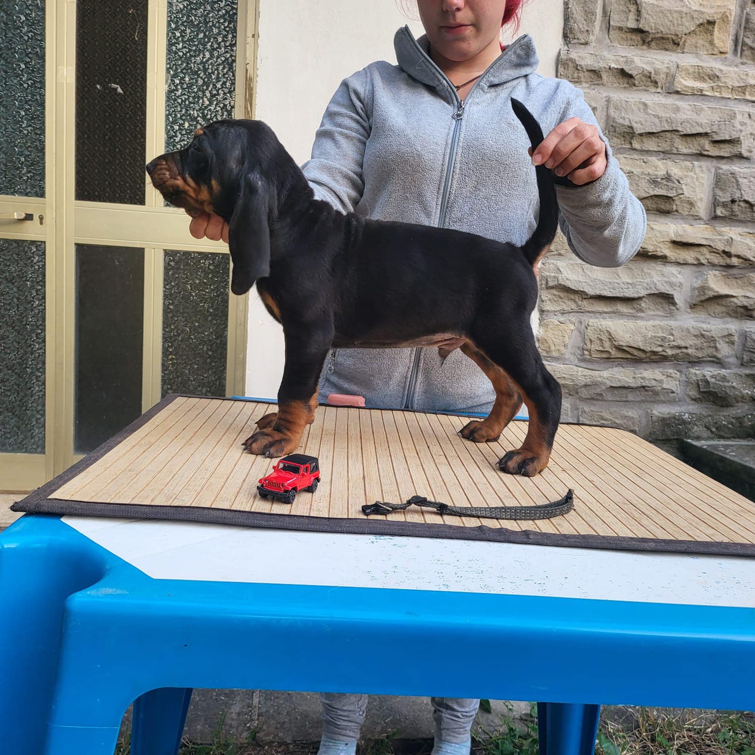 Black and tan Coonhound - Imperial Gordon's jimdo page!