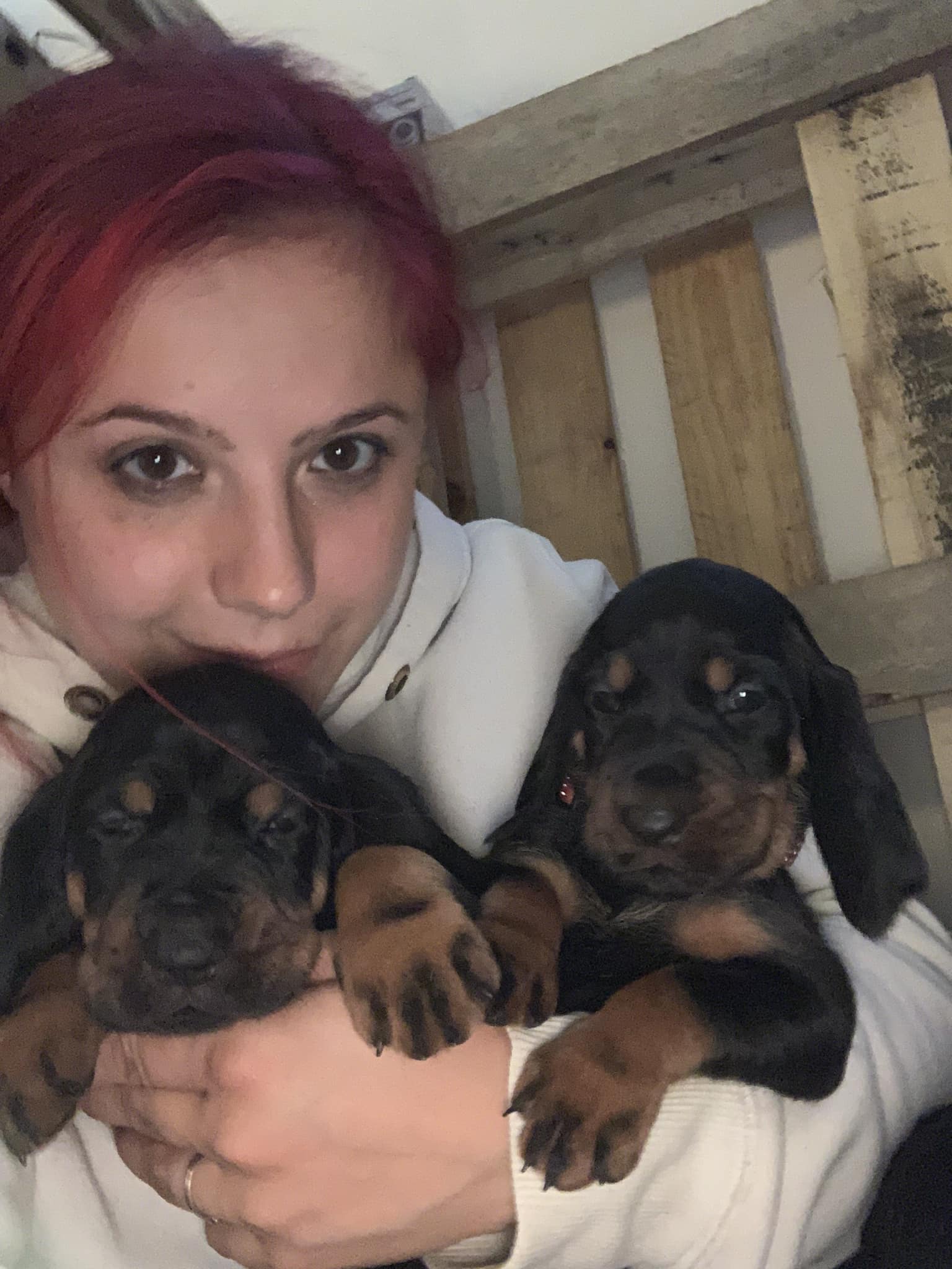 Black and tan Coonhound - Imperial Gordon's jimdo page!