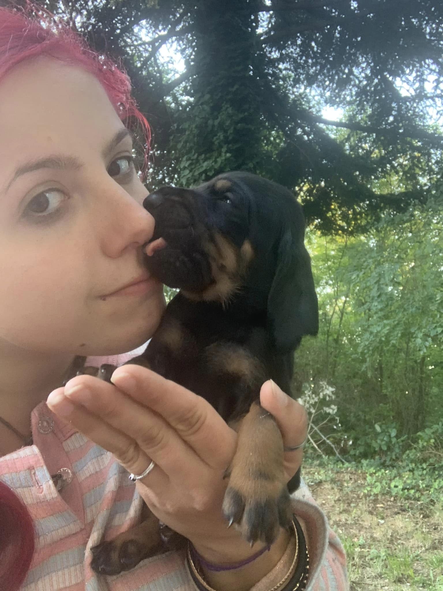 Black and tan Coonhound - Imperial Gordon's jimdo page!