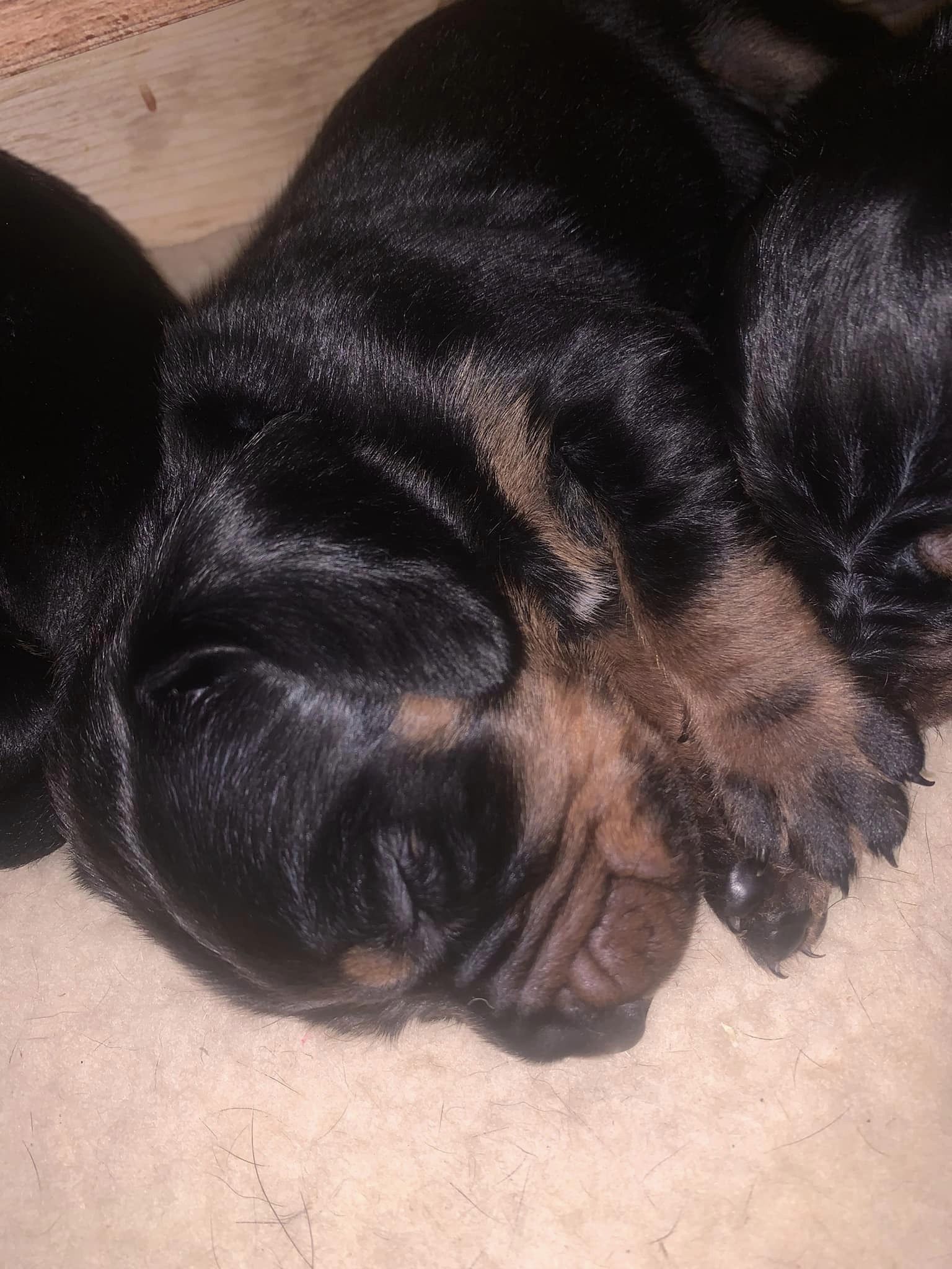 Black and tan Coonhound - Imperial Gordon's jimdo page!