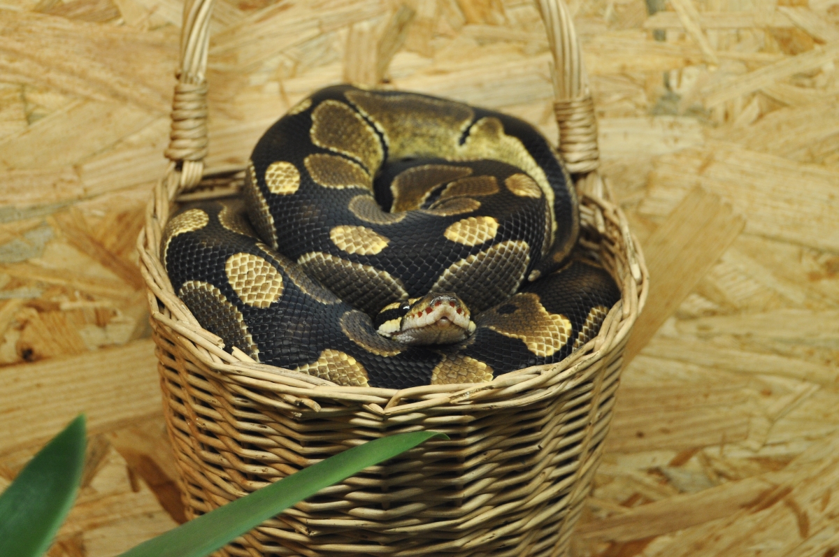 Python regius (Der Königspython) - HaZe-Reptiles