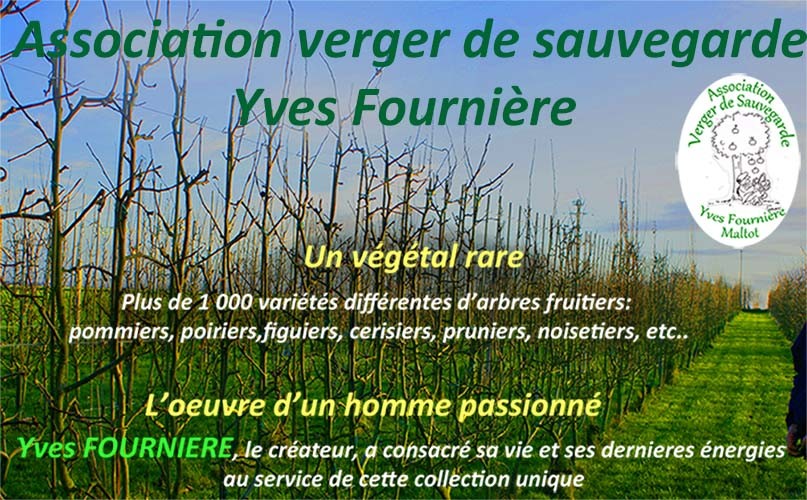 La flore - verger de sauvegarde Yves Fourniere