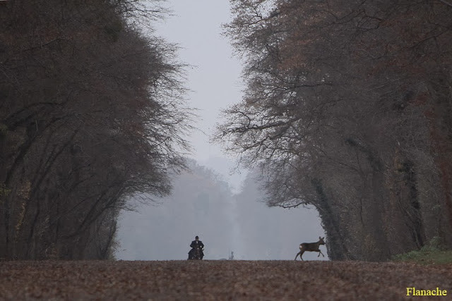 La chasse à courre - A cheval chez les princes