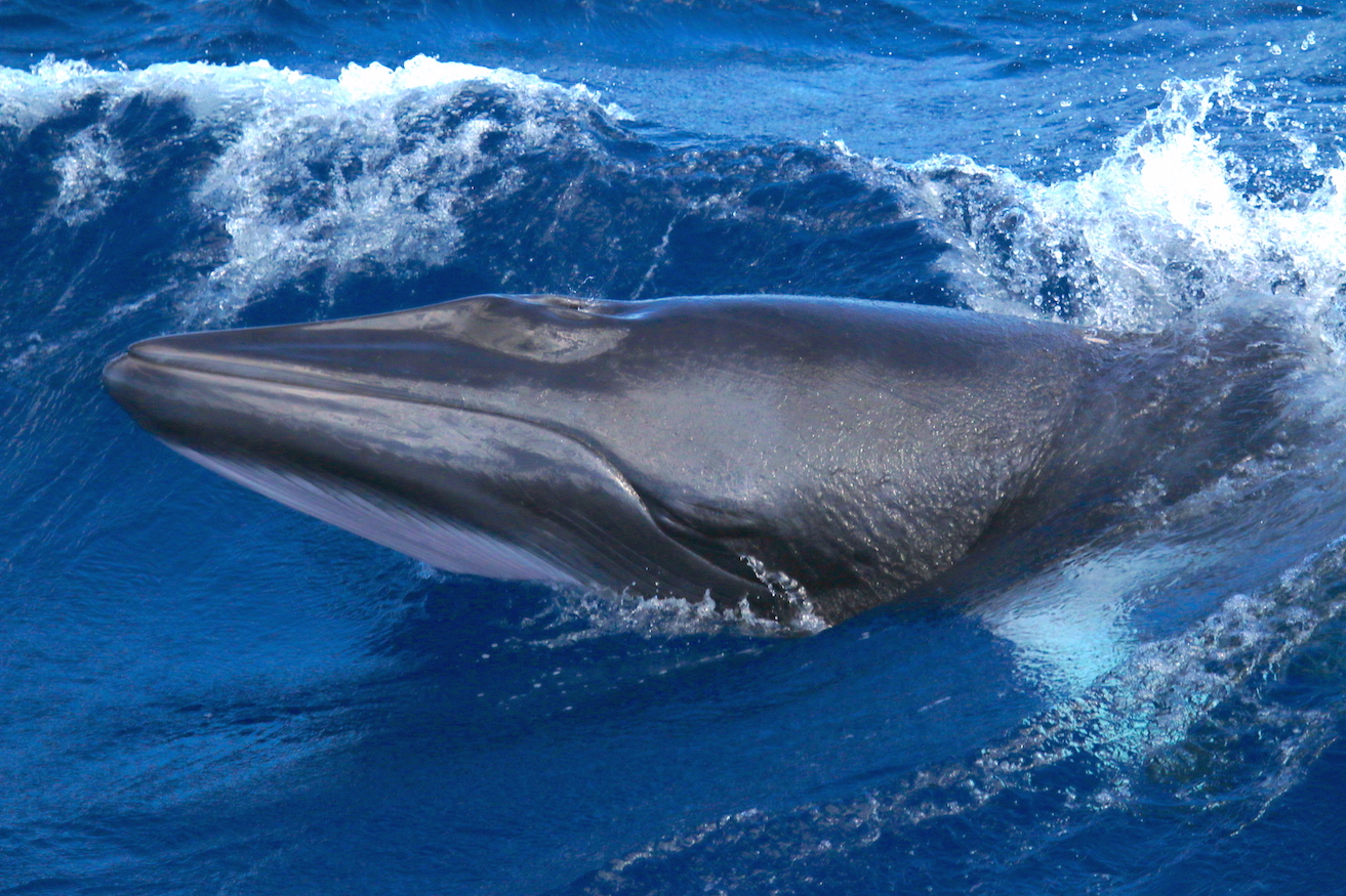 Minke whale expedition - Dr-Olafs Homepage