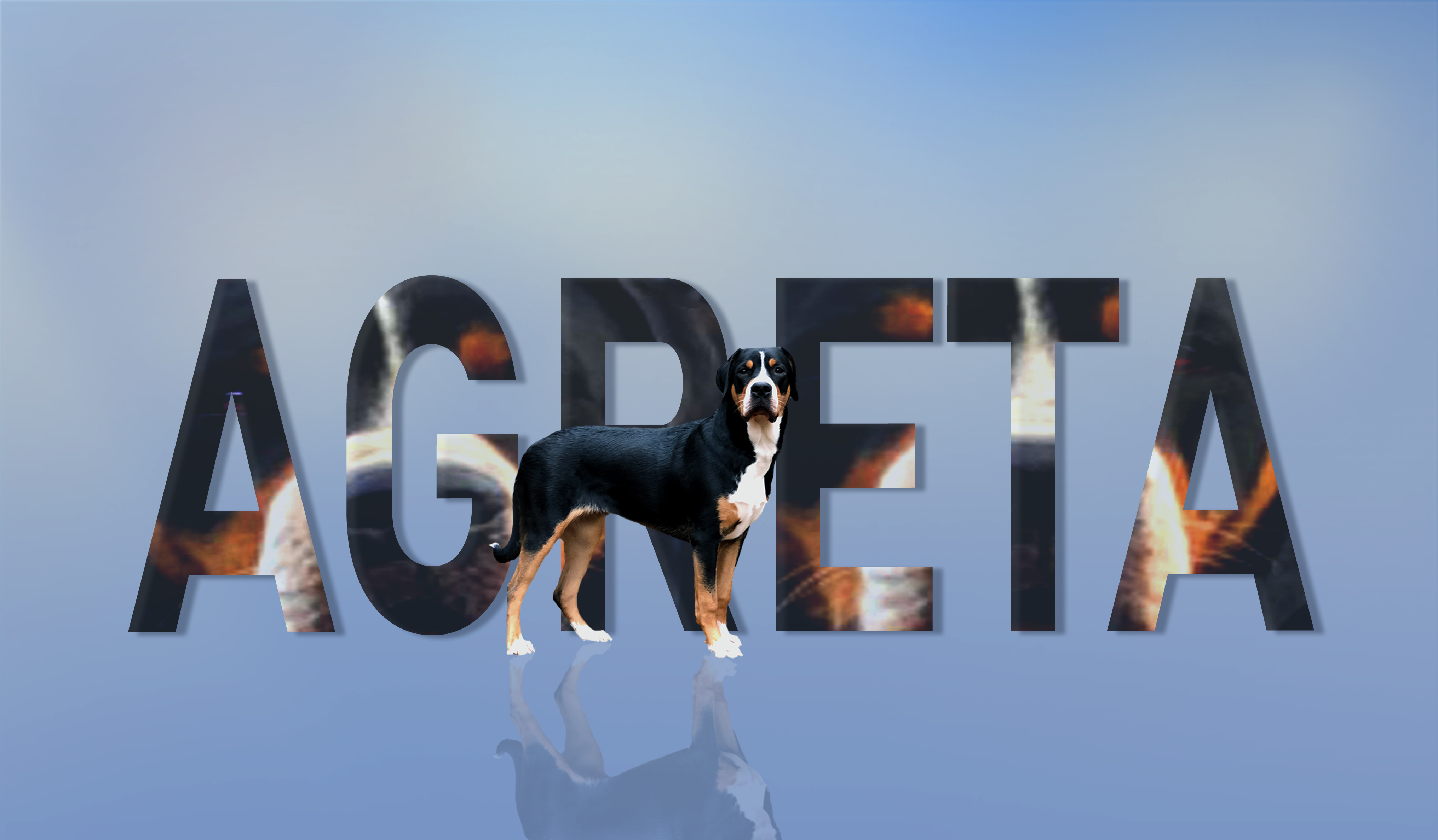 Agreta - Große Schweizer Sennenhunde vom Kappenstein