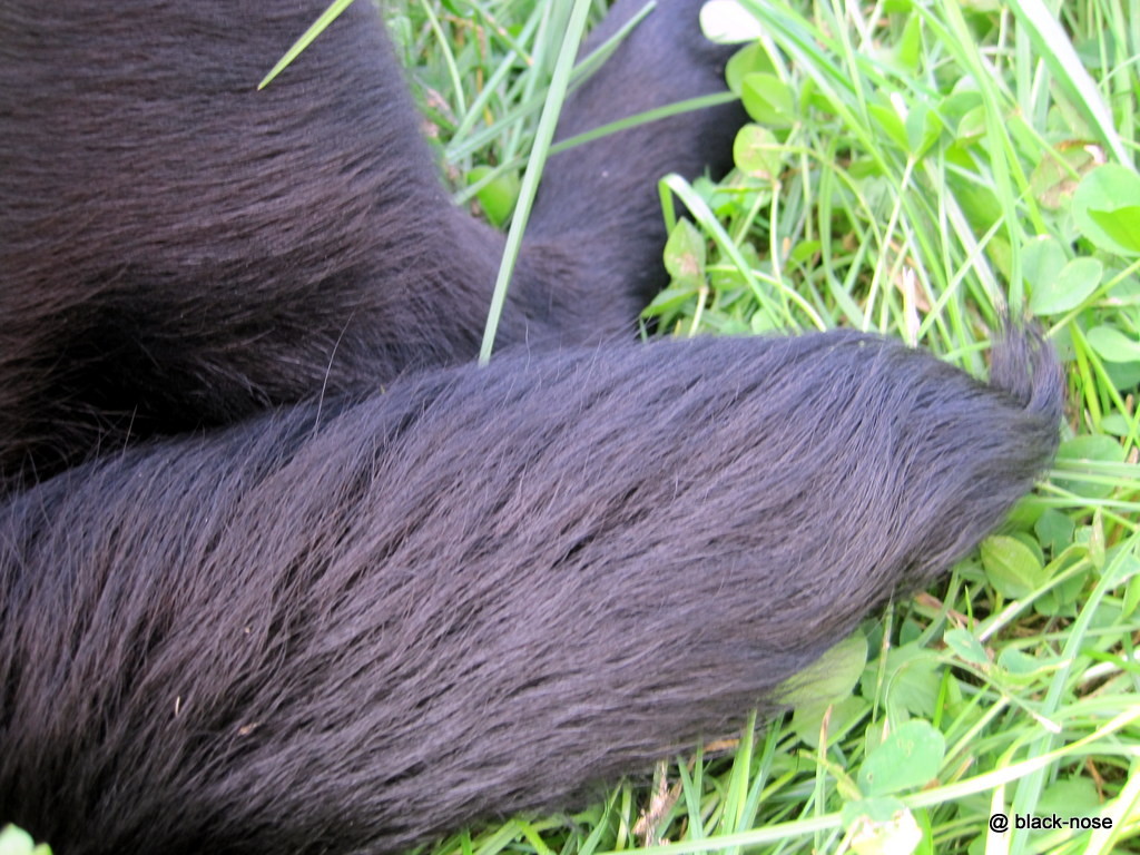 Luna 2010 - black-nose-labradors Webseite!