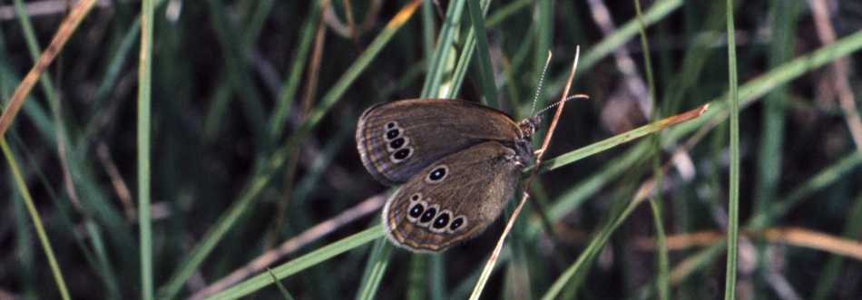 Nymphalidae, les espèces en page 8 - La dauphinelle le Lutin de la Nature