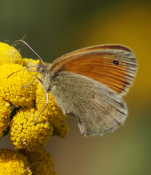 Nymphalidae, les espèces en page 8 - La dauphinelle le Lutin de la Nature