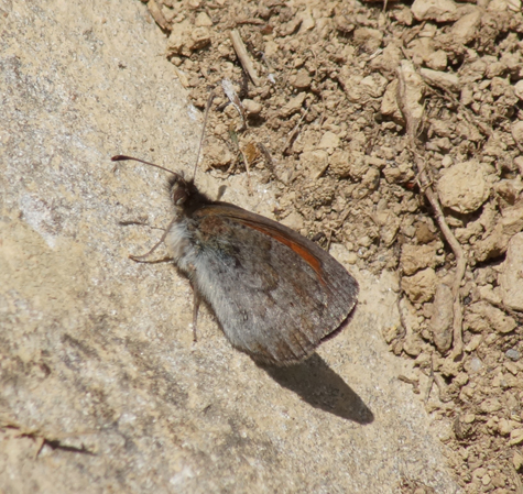 Nymphalidae, les espèces en page 8 - La dauphinelle le Lutin de la Nature