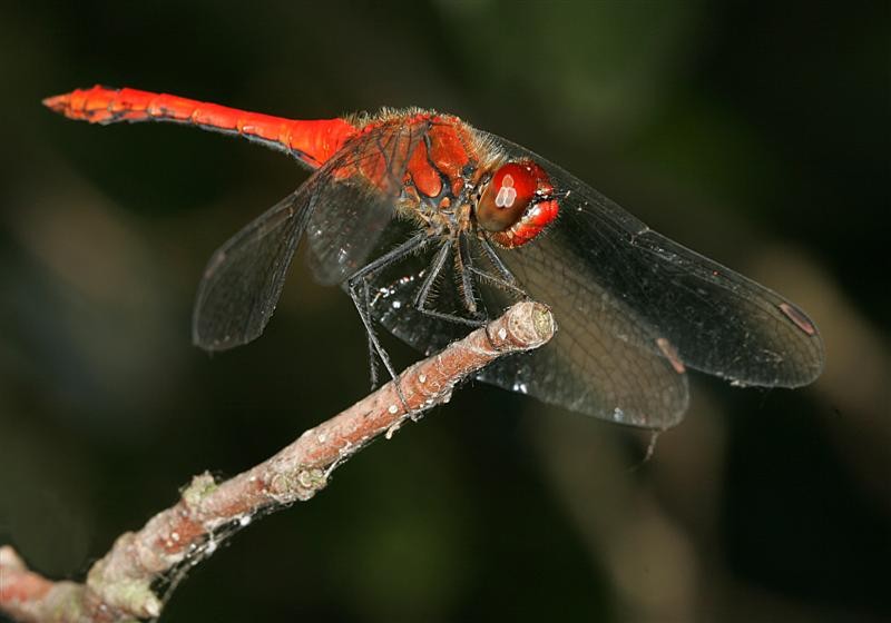 Album photos macros N°2 libelulles - www.oiseaux-faune.net
