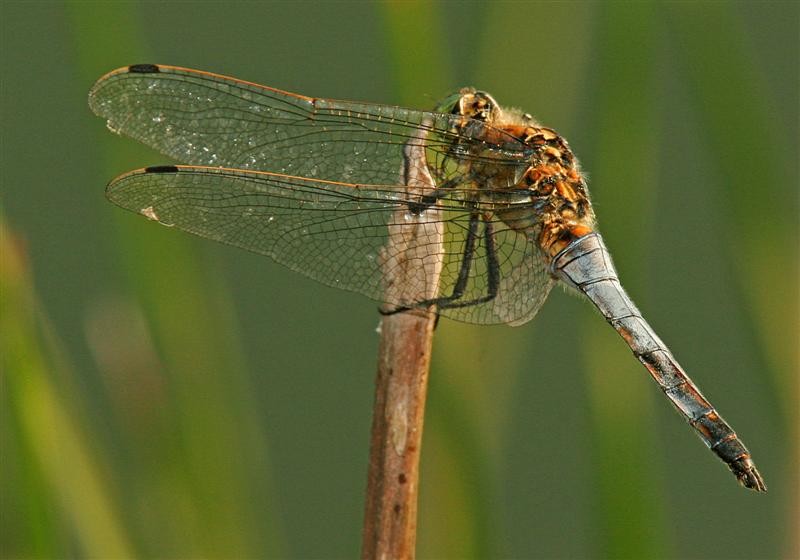 Album photos macros N°2 libelulles - www.oiseaux-faune.net