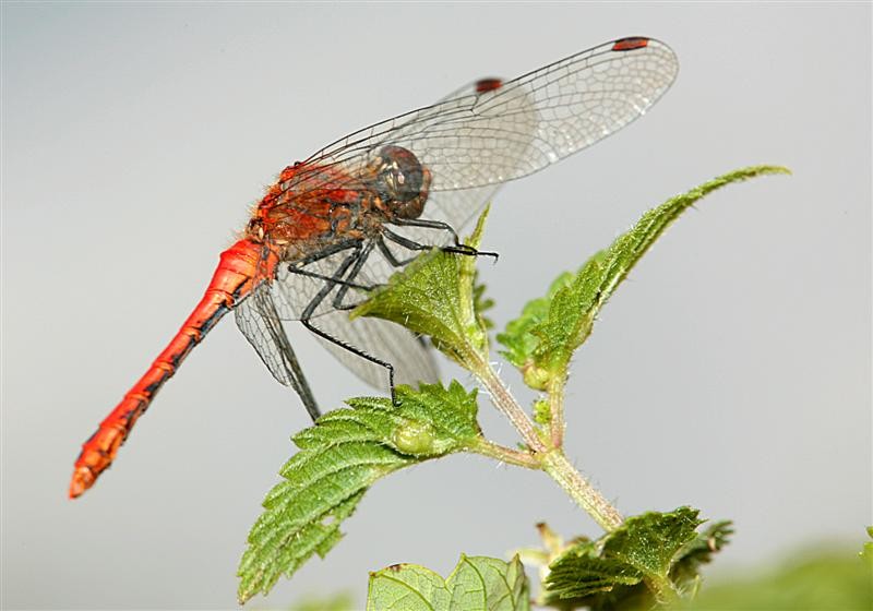 Album photos macros N°2 libelulles - www.oiseaux-faune.net