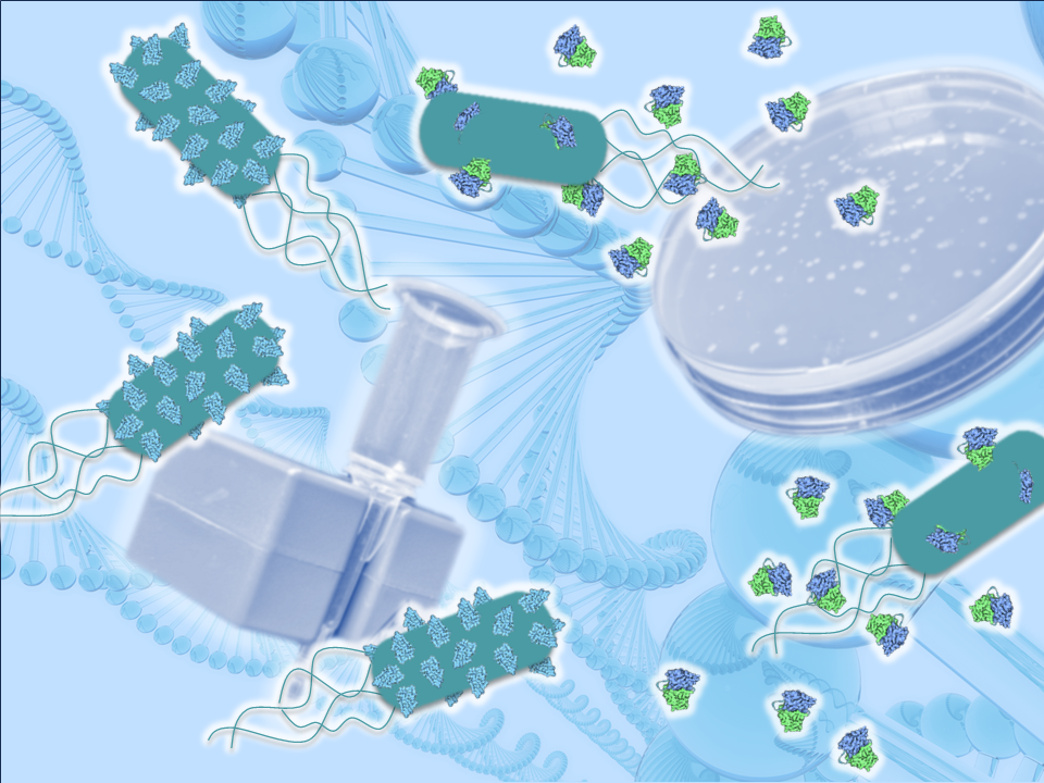 コンビネーションスクリーニング法 - バイオピーク 組換え抗体、ウサギモノクローナル抗体(scFv)、アルパカVHH抗体、サメVNAR抗体、組換え抗体