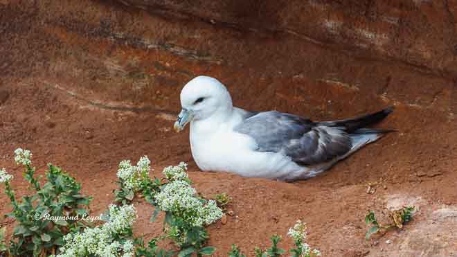 Fulmar - Photography