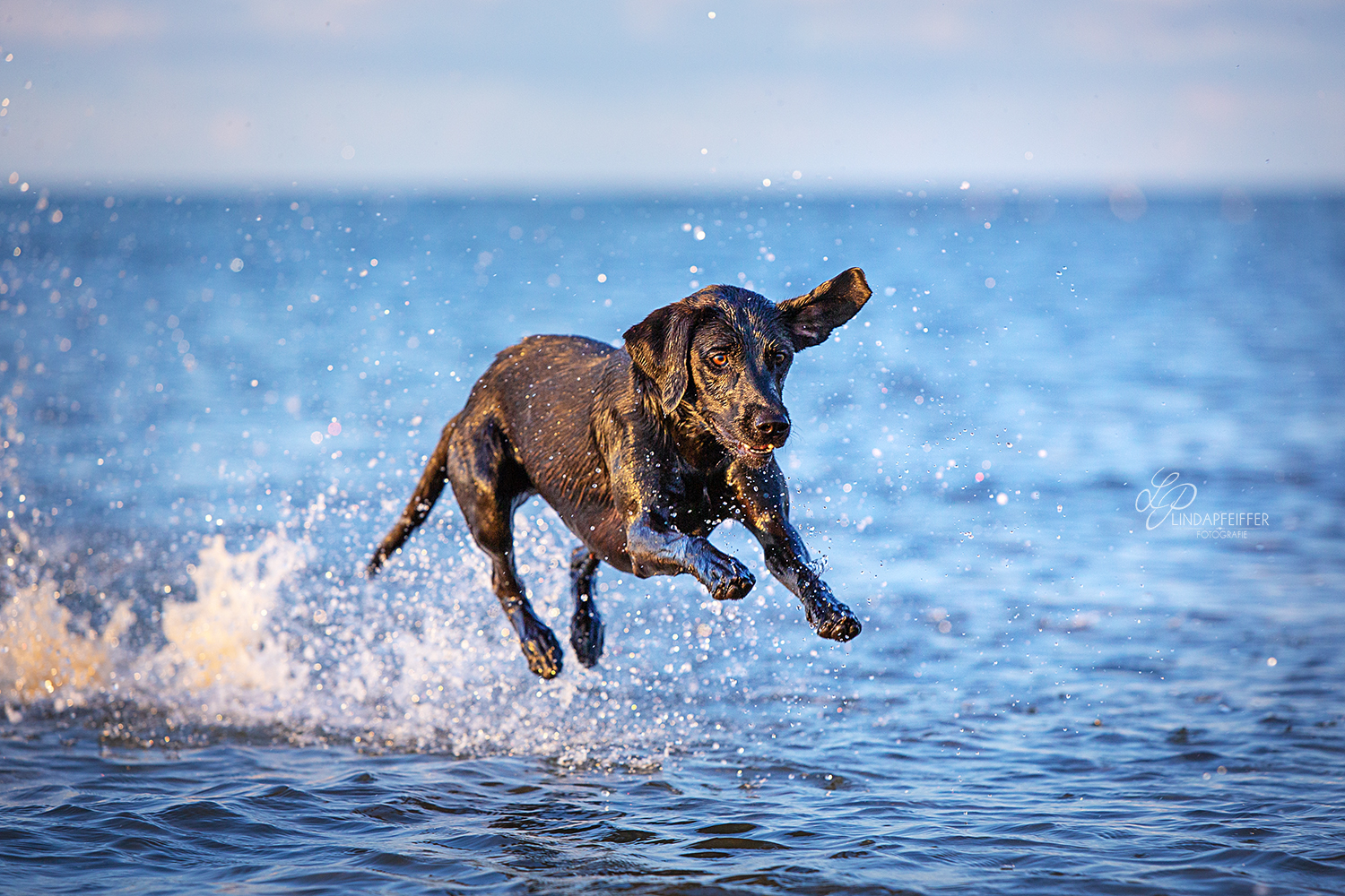 Hunde - so-glad-with-labradors Webseite!