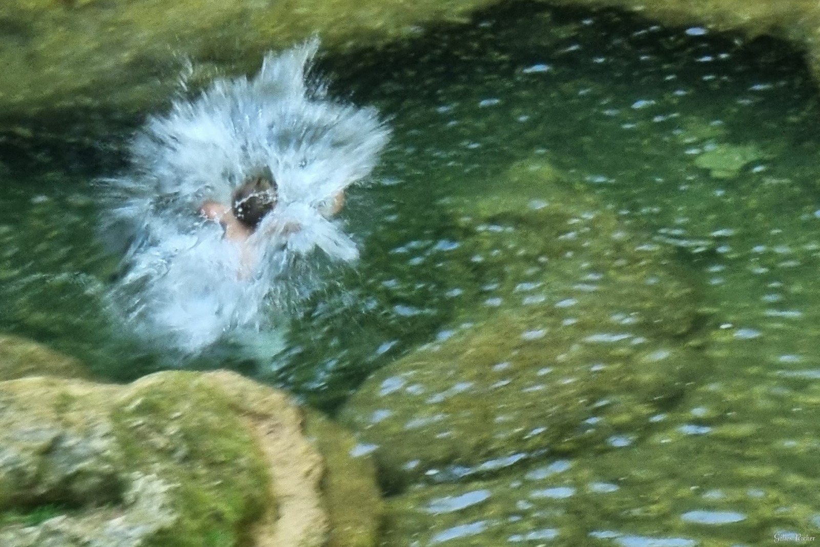 Gilles RICHER - Site de artsengrun