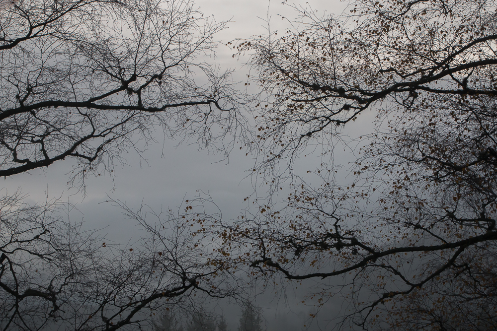 Birken im Nebel - brigitte-slameniks Webseite!
