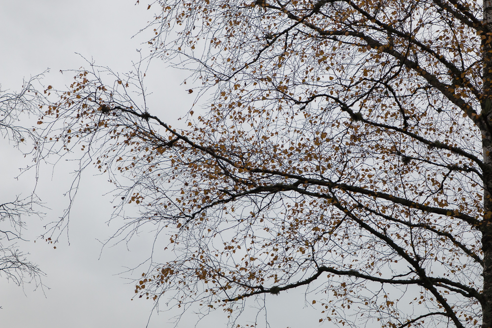 Birken im Nebel - brigitte-slameniks Webseite!
