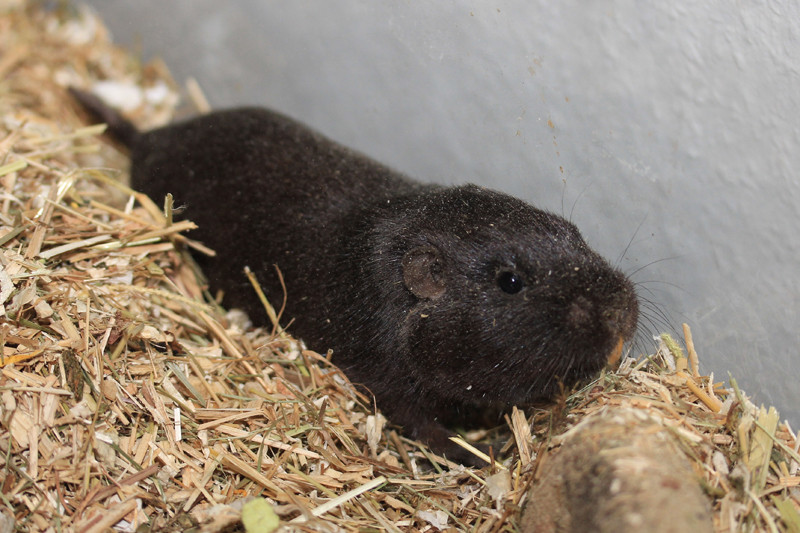 Wilde Cururos sind tagaktiv - Kleinsäuger sui generis