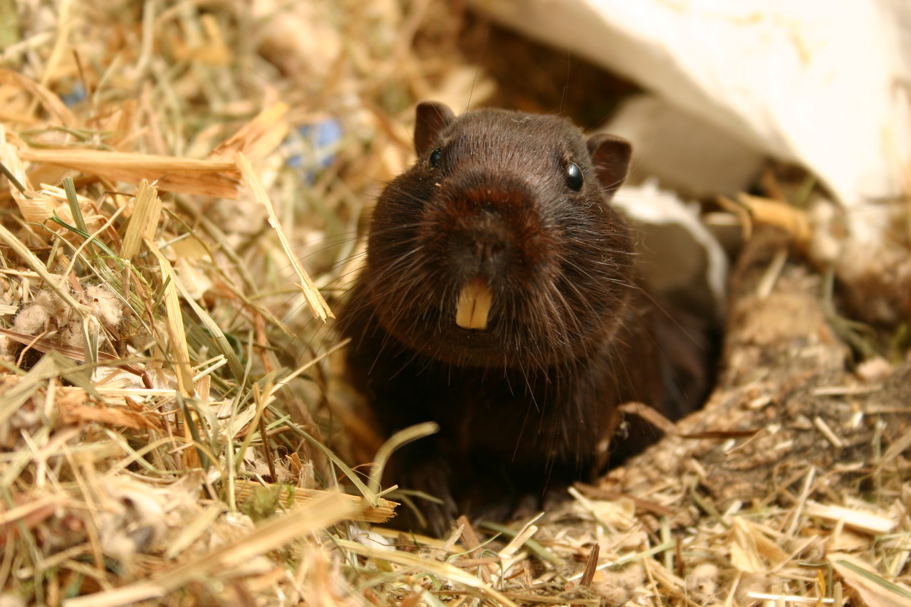 Frischfutter für Cururos - Kleinsäuger sui generis