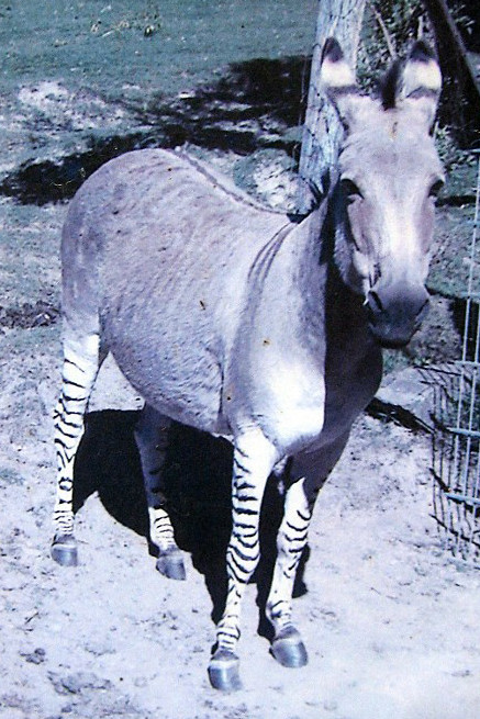 Hybriden - Kleinsäuger sui generis