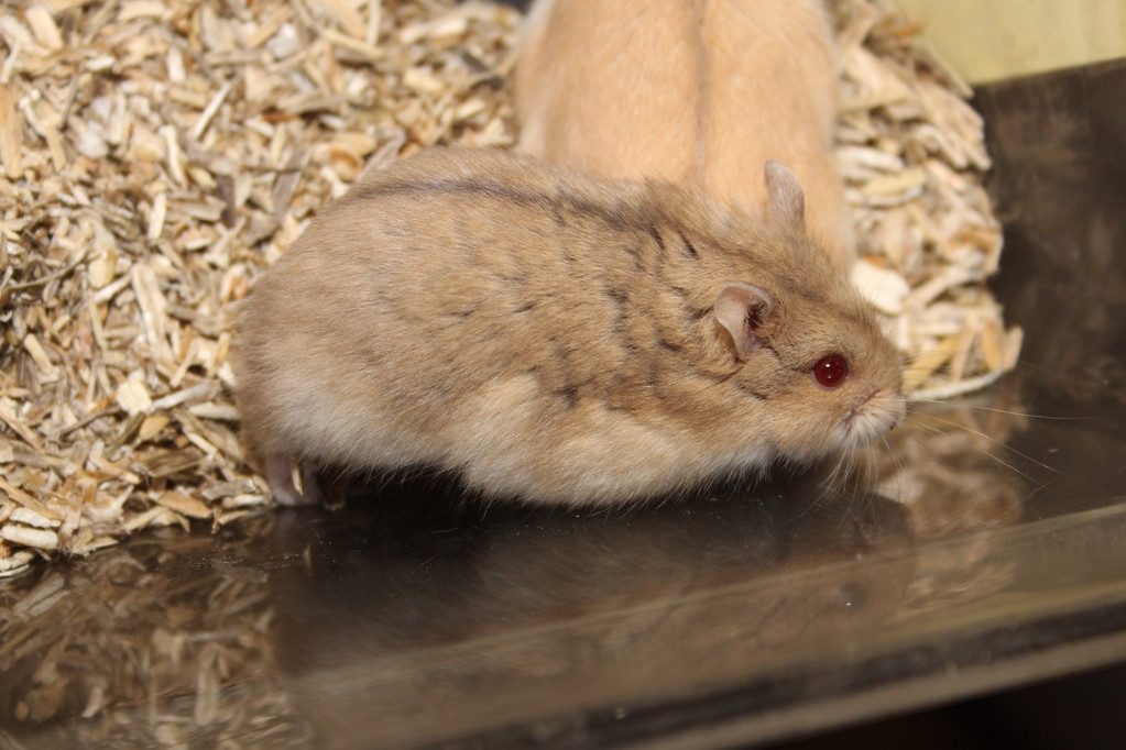 Ruby Eyed? - Kleinsäuger sui generis