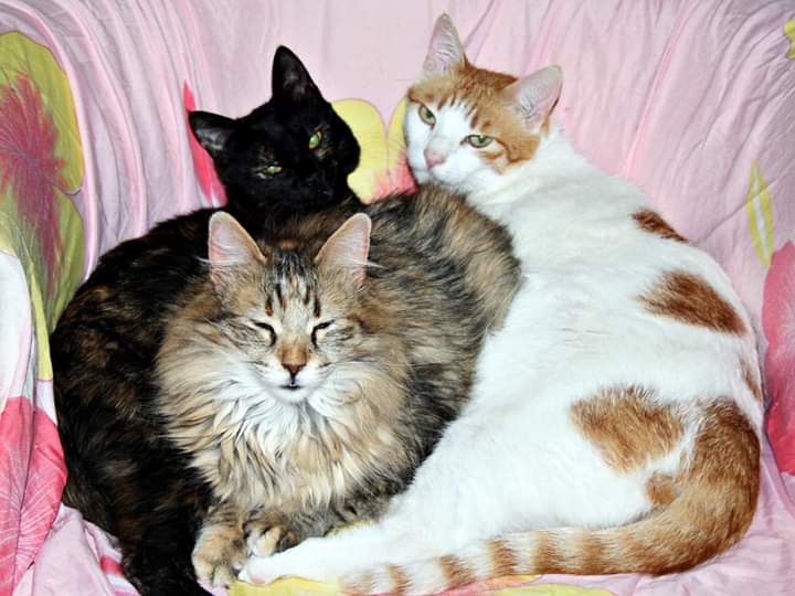 Three Kittens Cuddling