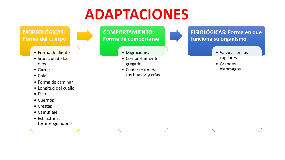 Adaptaciones Morfologicas De Los Animales Ejemplos - kulturaupice Adaptaciones Morfologicas De Los Animales Ejemplos - kulturaupice