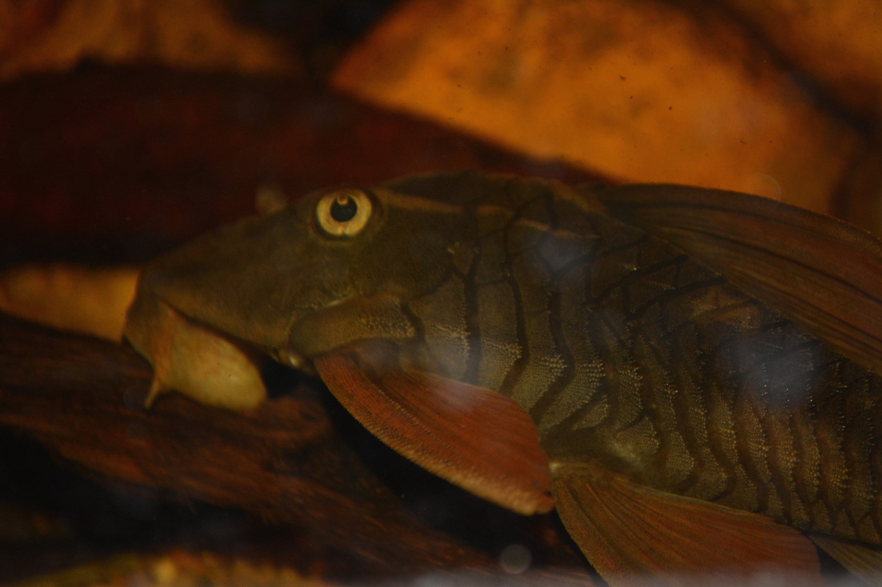 Cochliodon soniae L137 - Mesonauta