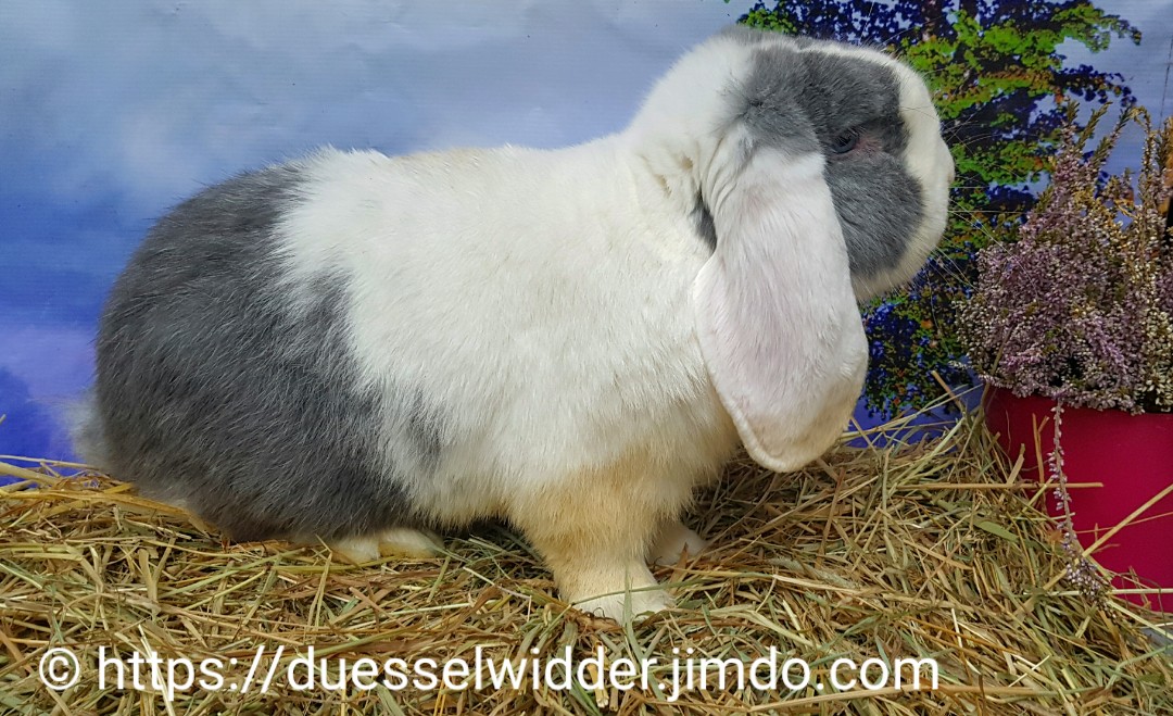 Home Düssel Widder - Düssel Widder Deutsche Widder Zucht