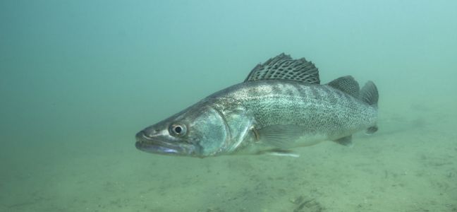 peche des carnassiers - Site de noscarnassiersdeaudouce