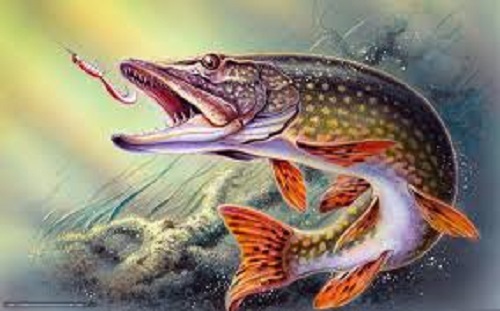 peche des carnassiers - Site de noscarnassiersdeaudouce