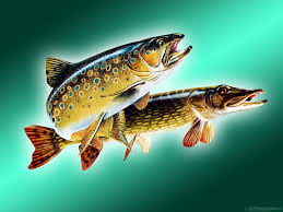 peche des carnassiers - Site de noscarnassiersdeaudouce