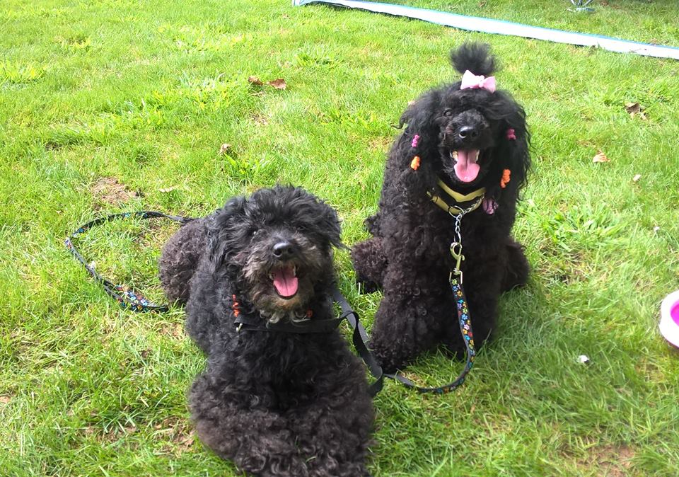 Little kissing-wolf Cherokee-Leon - Little kissing-wolf poodles