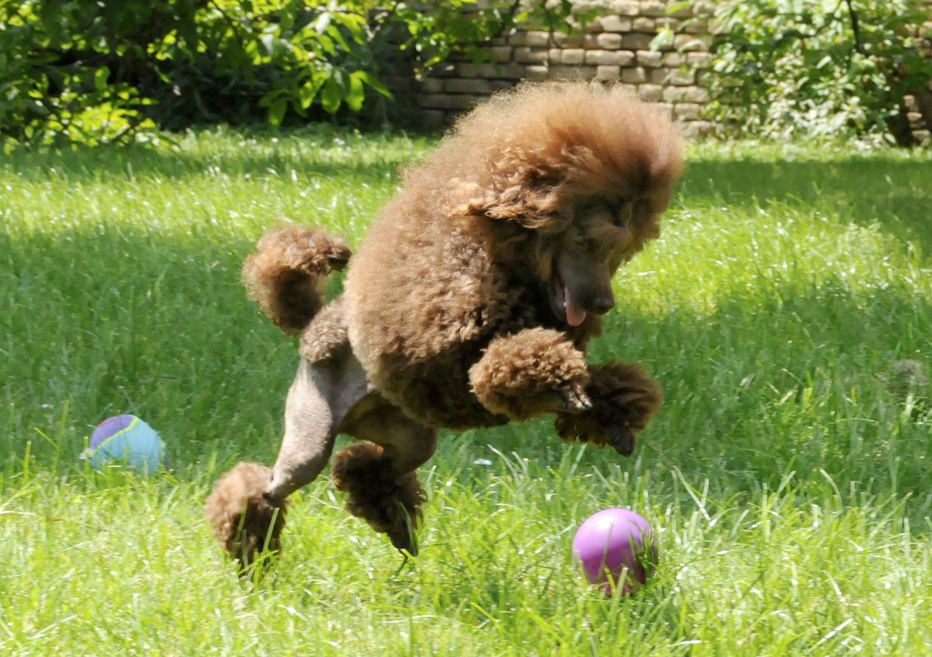 Toypudel braun - lovedchocolates poodle