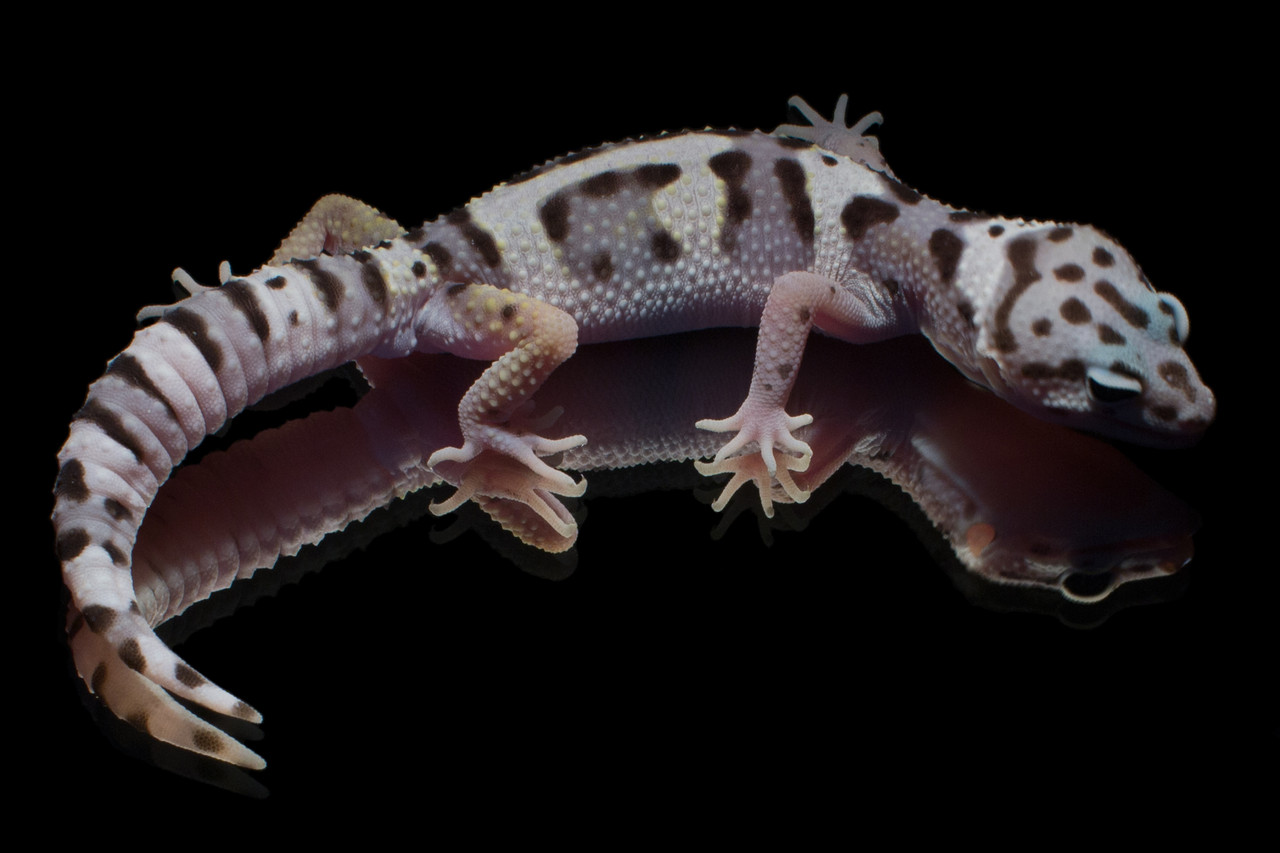 Albey's Line-bred Snow Leopard Geckos - Premium Geckos