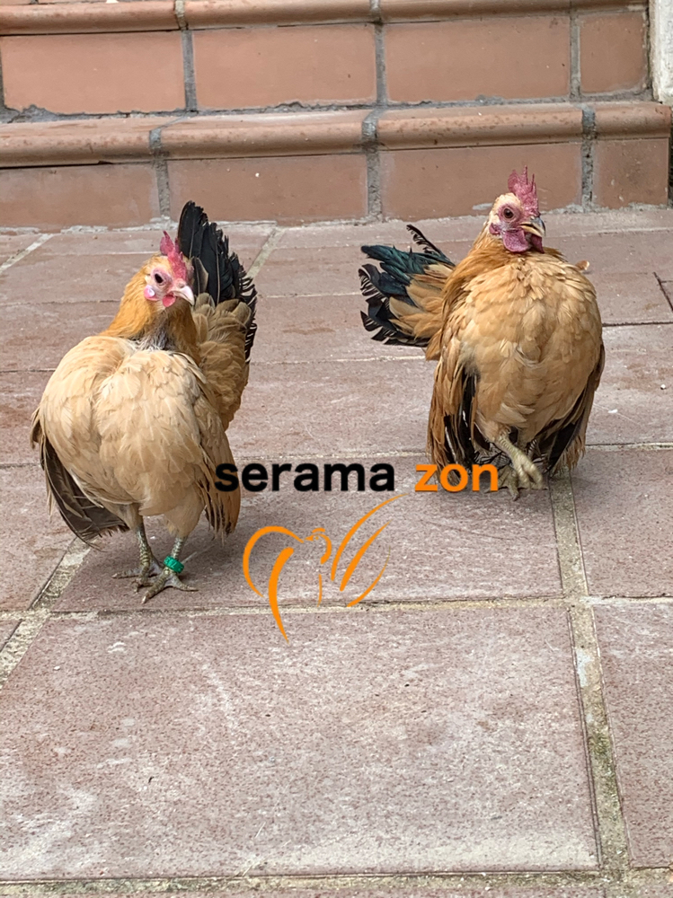 Gallinas Serama Malaya - Página web de seramazon