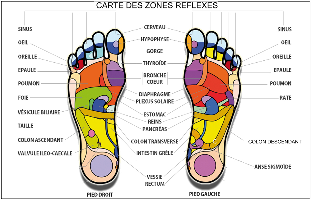 Réflexologie plantaire - Naturopathe à Toulouse et Réflexologue, Marie ...